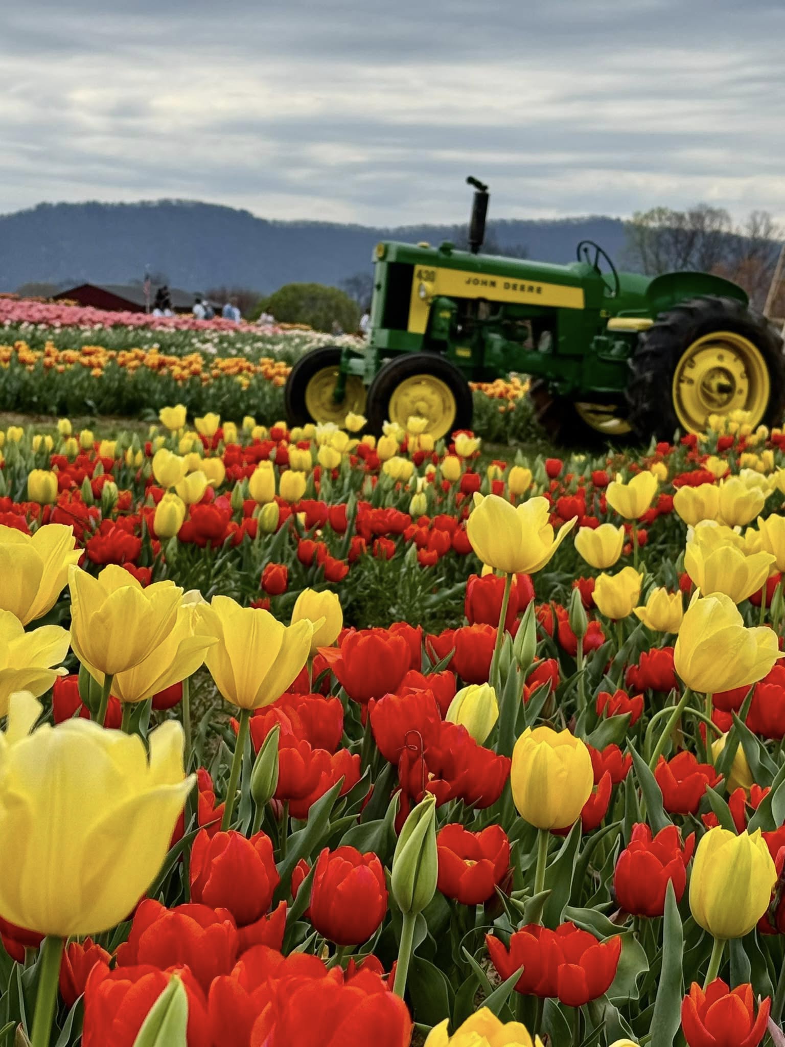12 Best Festivals in Tennessee | Anakeesta